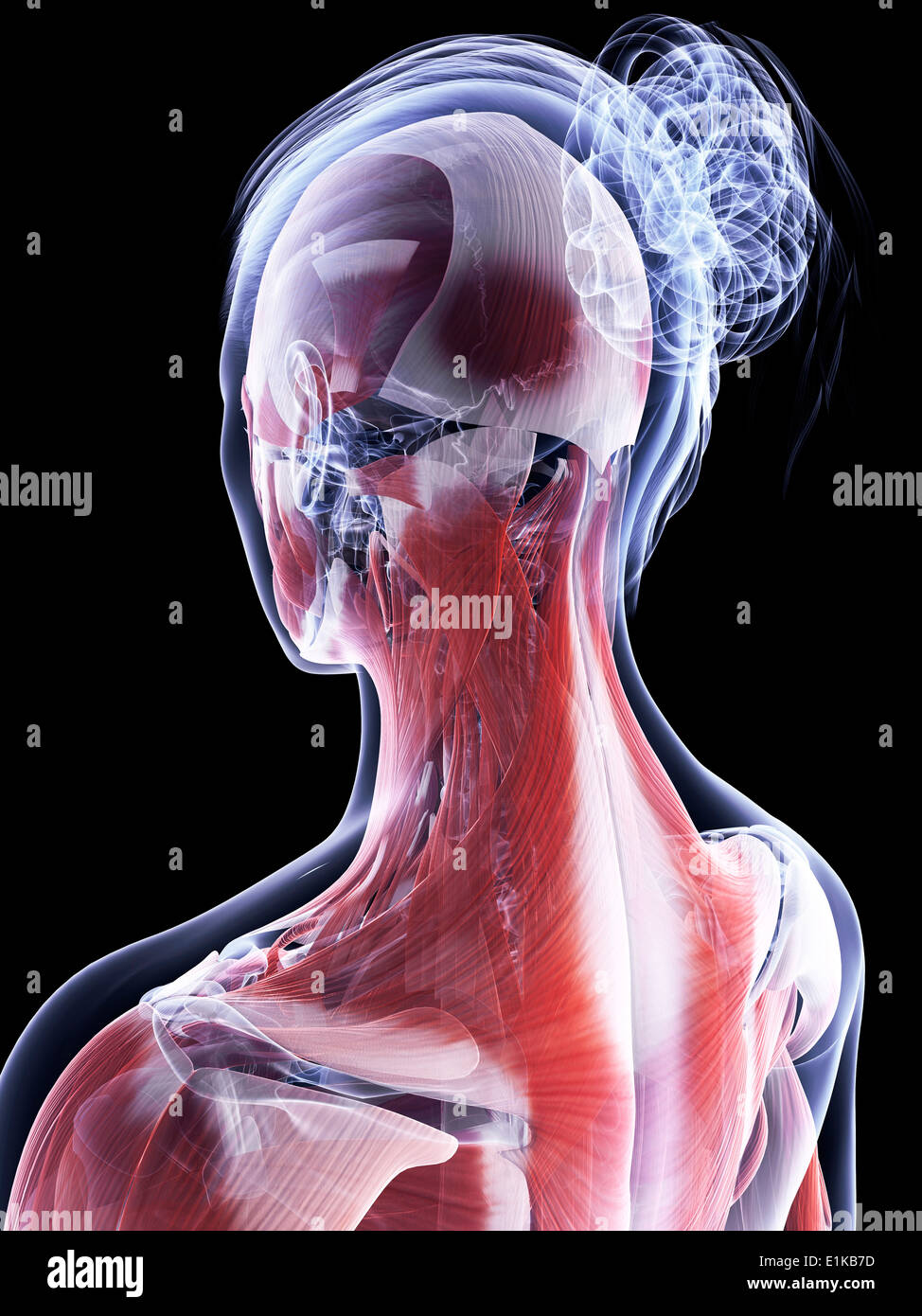 Human muscular system female hi-res stock photography and images - Alamy