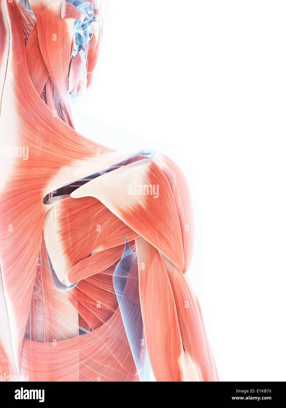 Female muscular system of the shoulder computer artwork Stock Photo - Alamy