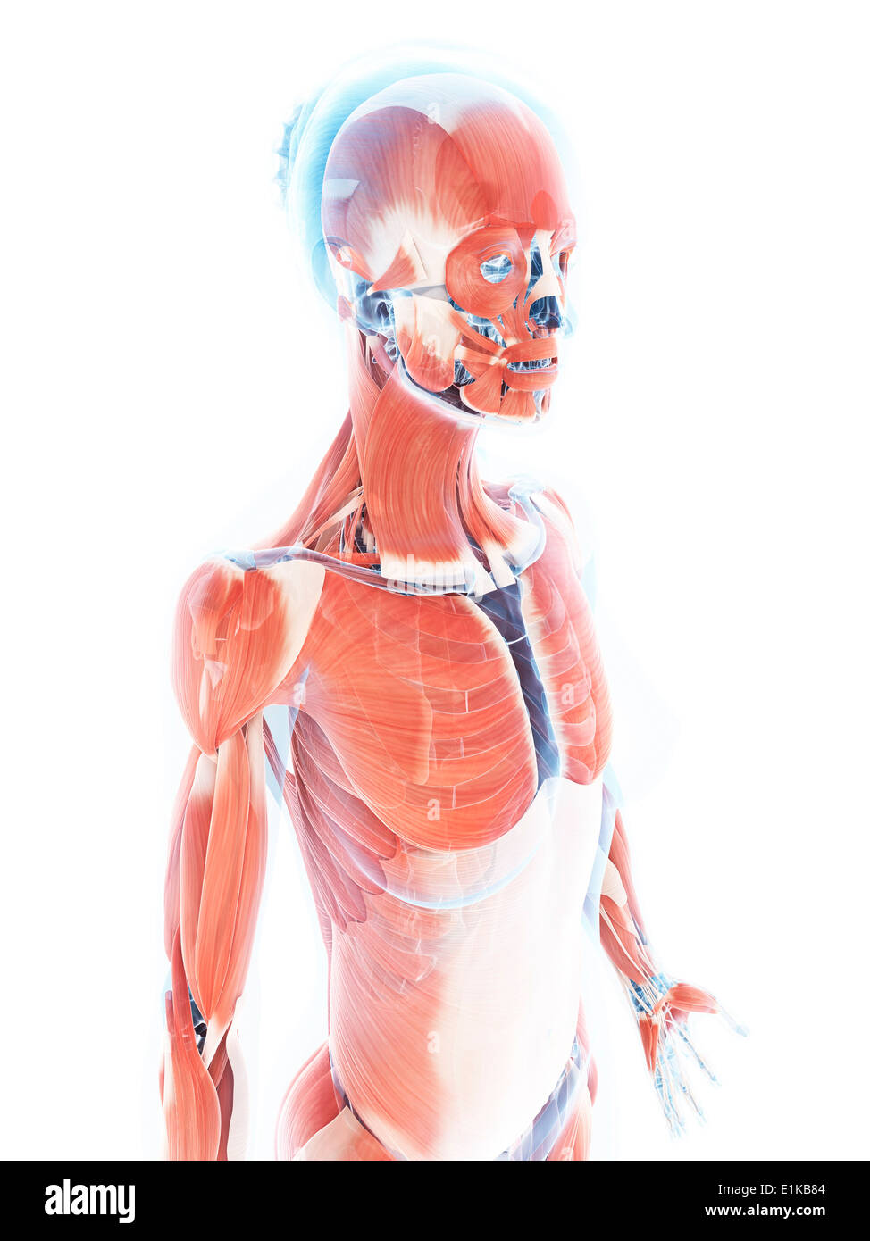 Female muscular system computer artwork Stock Photo - Alamy