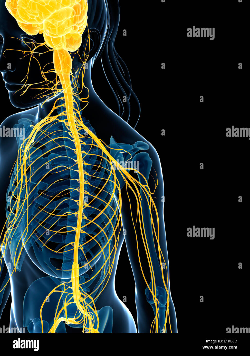 Female nervous system computer artwork Stock Photo - Alamy