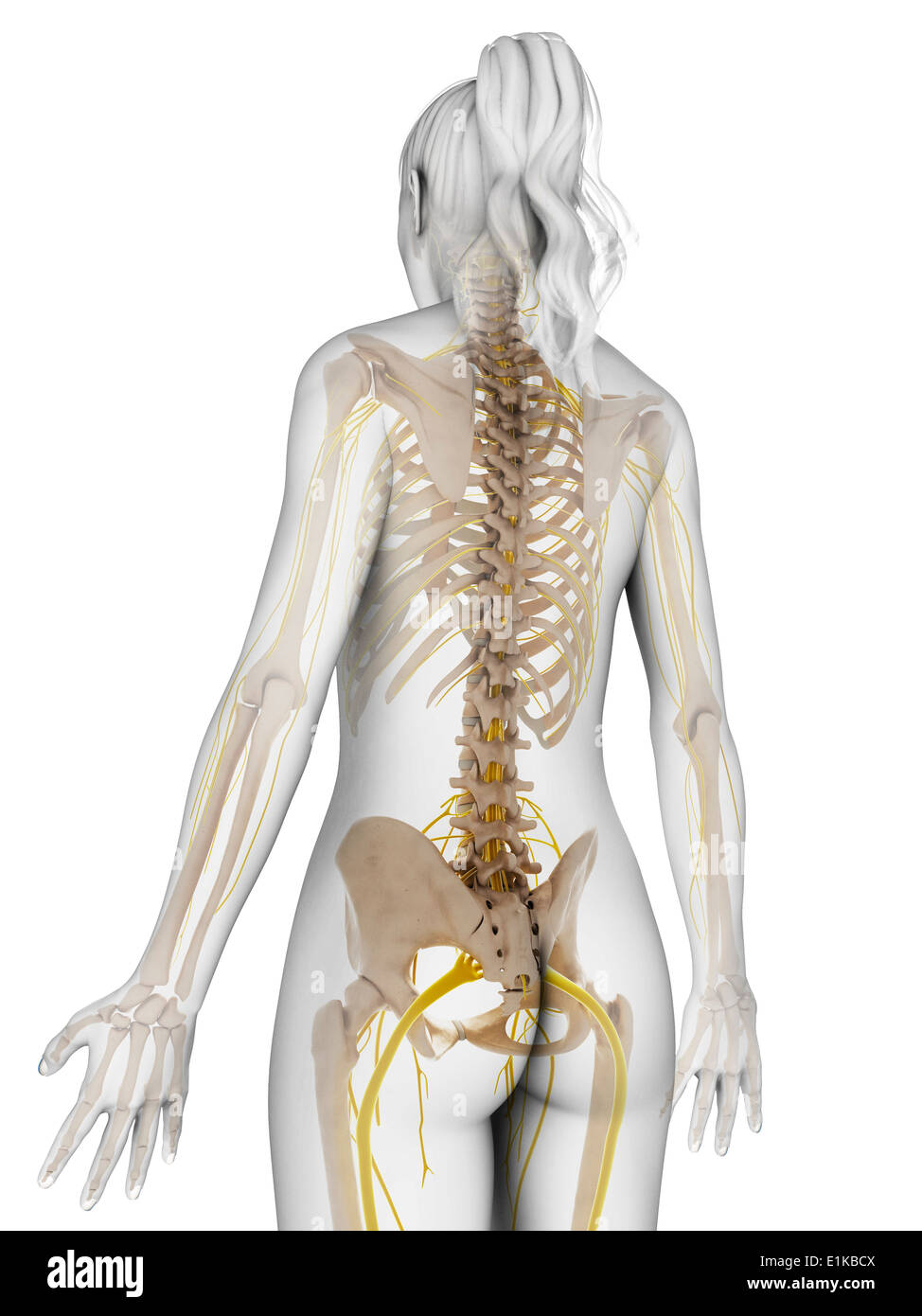 Nerves of the female pelvis hi-res stock photography and images - Alamy