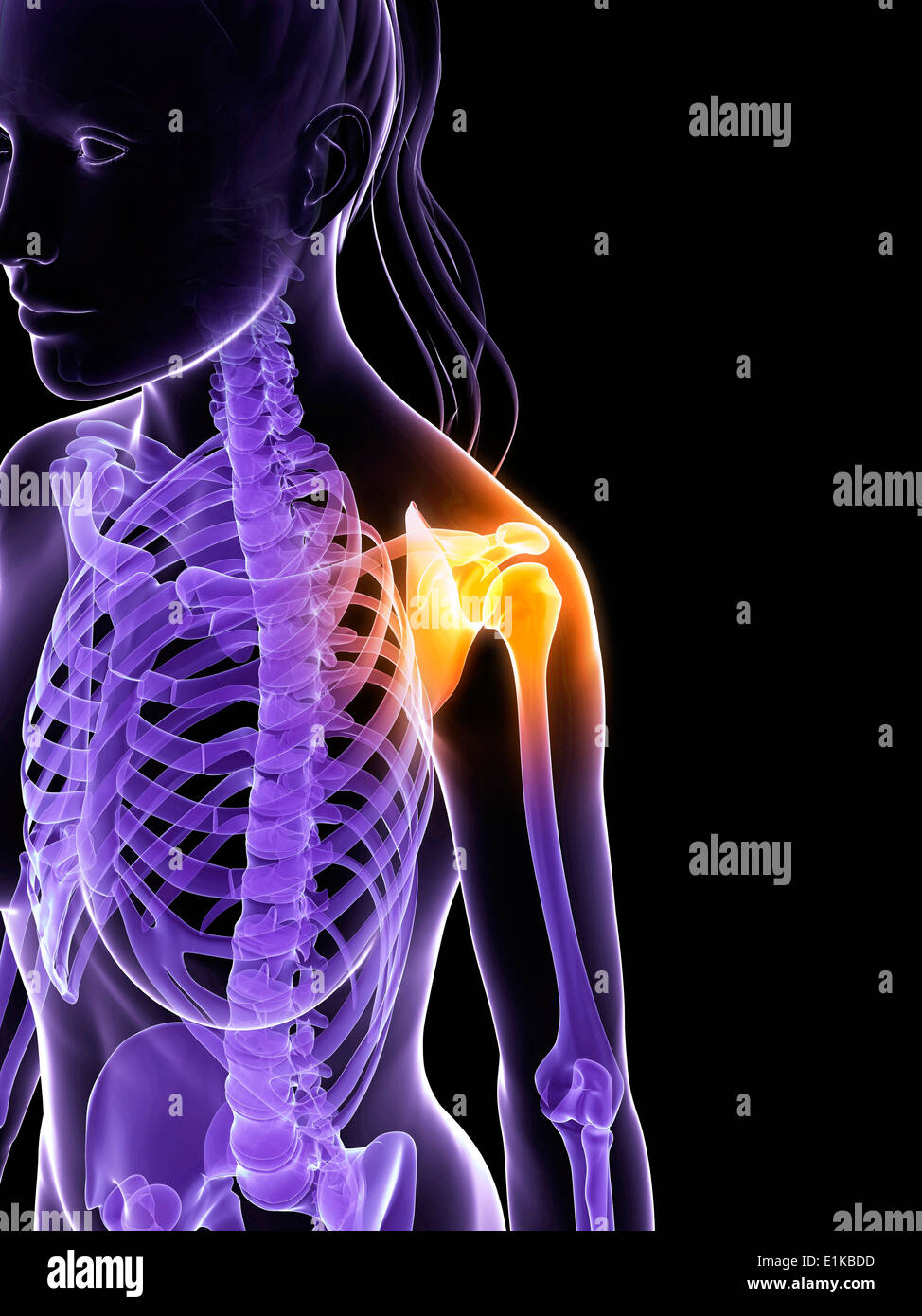 Female anatomy showing the bones of the shoulder computer artwork Stock ...