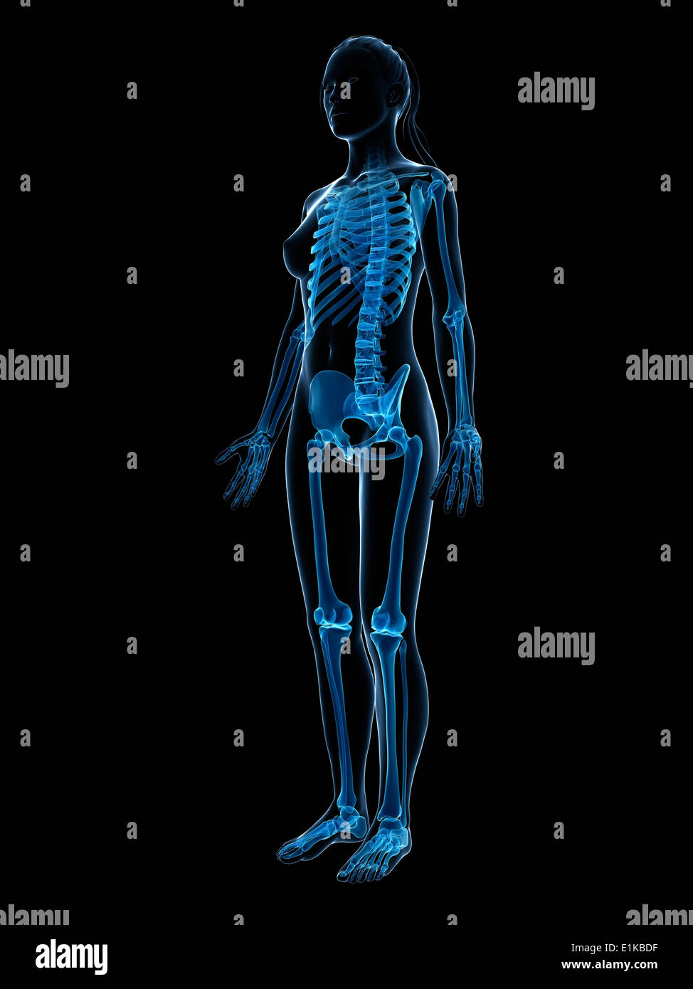 Female skeleton computer artwork Stock Photo - Alamy