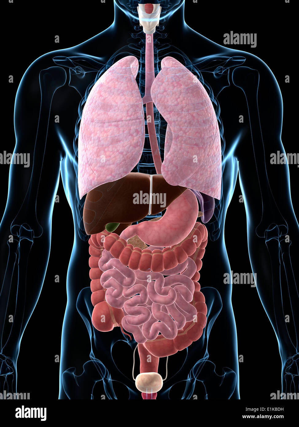 Human anatomy computer artwork hi-res stock photography and images - Alamy