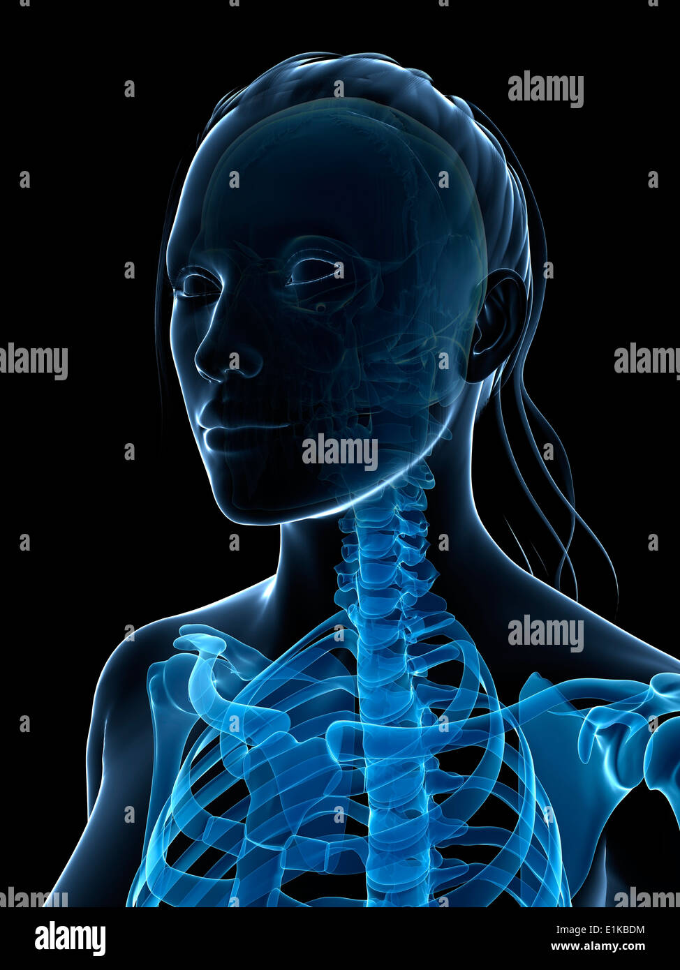 Female cervical spine computer artwork Stock Photo - Alamy