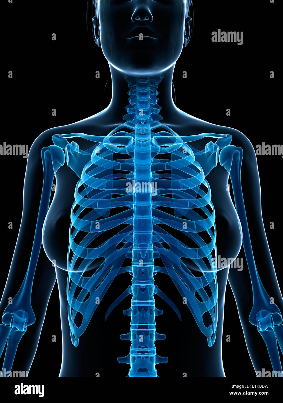 Female skeleton computer artwork Stock Photo - Alamy