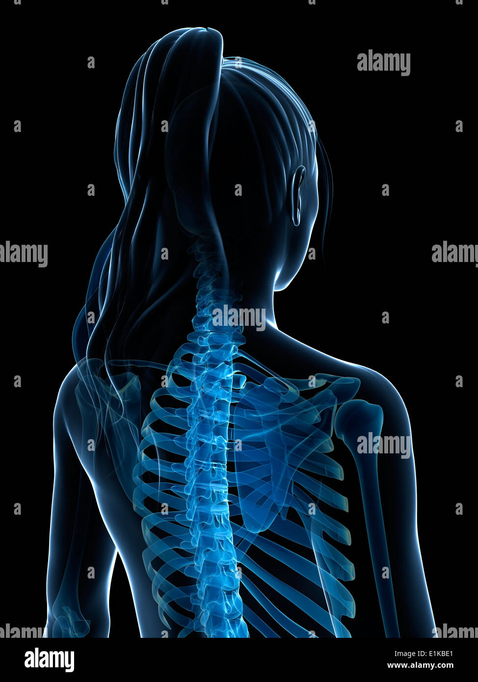 Female spine computer artwork Stock Photo - Alamy