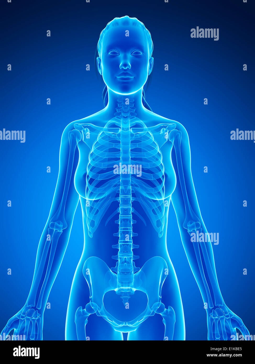 Female skeleton computer artwork Stock Photo - Alamy