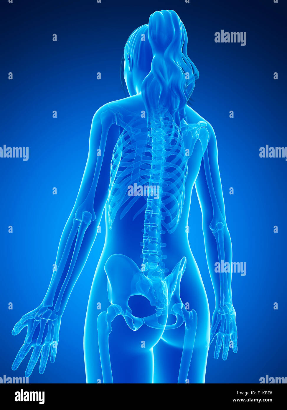 Female skeleton computer artwork Stock Photo - Alamy