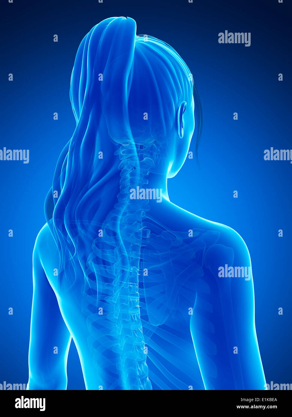 Female spine computer artwork Stock Photo - Alamy