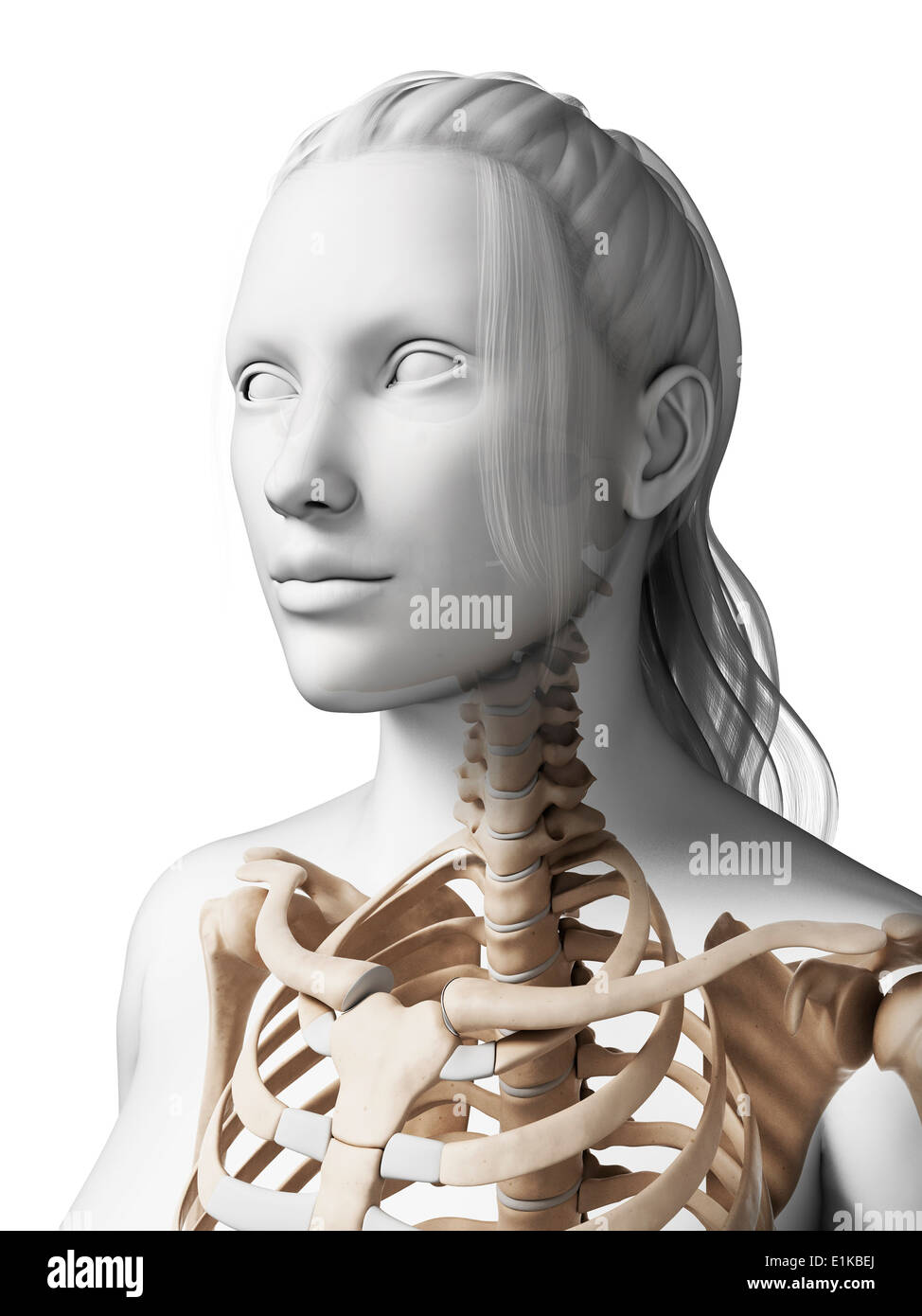 Female cervical spine computer artwork Stock Photo - Alamy
