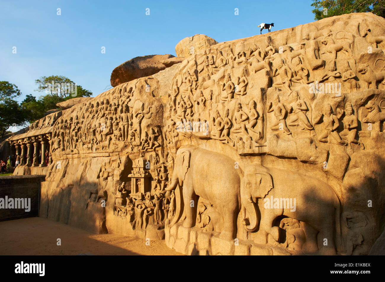 Mamallapuram mahabalipuram elephant sculpture hi-res stock photography and images - Alamy