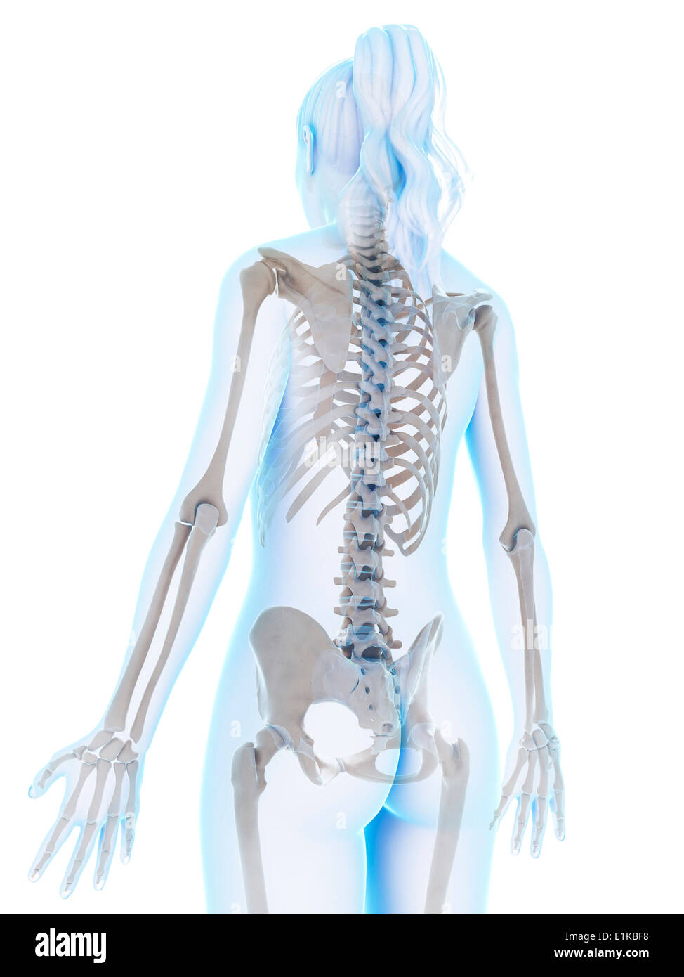Female spine bone hi-res stock photography and images - Alamy