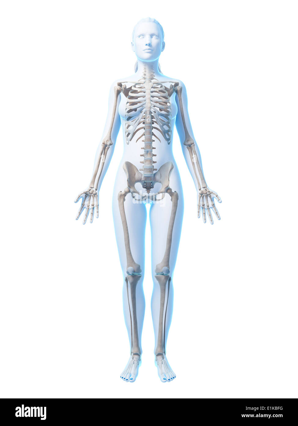 Female skeleton computer artwork Stock Photo - Alamy