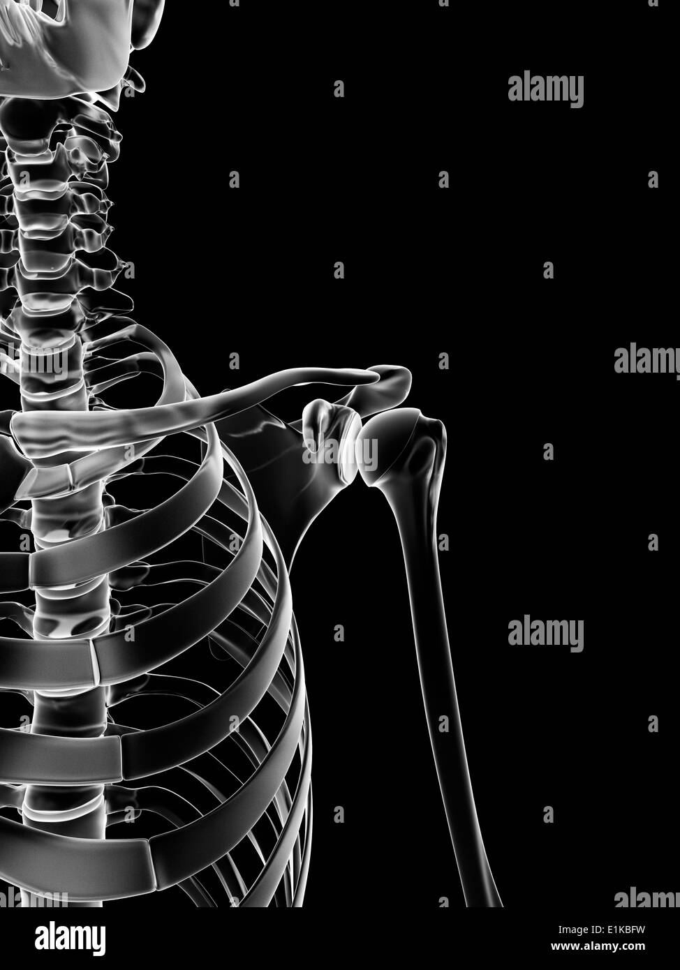 Human shoulder joint computer artwork Stock Photo - Alamy
