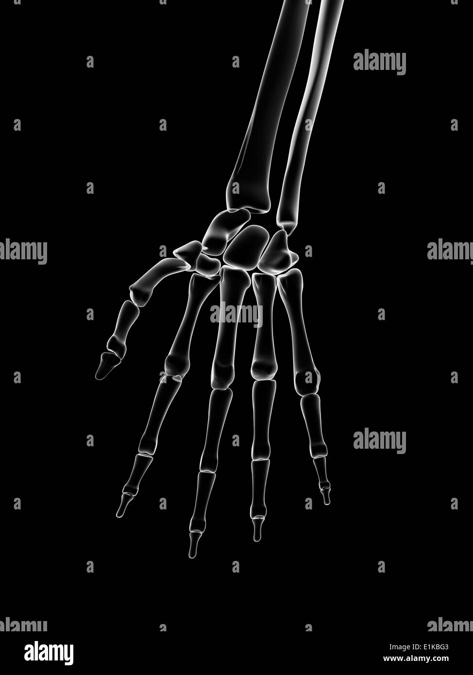 Human hand bones computer artwork Stock Photo - Alamy