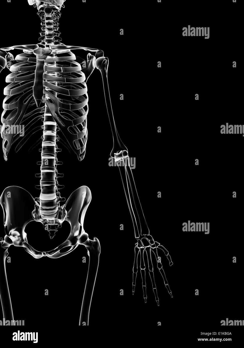 Human skeleton computer artwork Stock Photo - Alamy