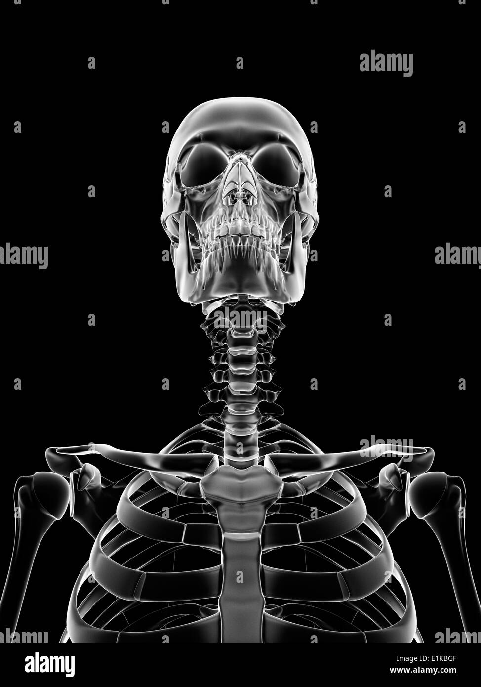 Human skull and neck bones computer artwork Stock Photo - Alamy
