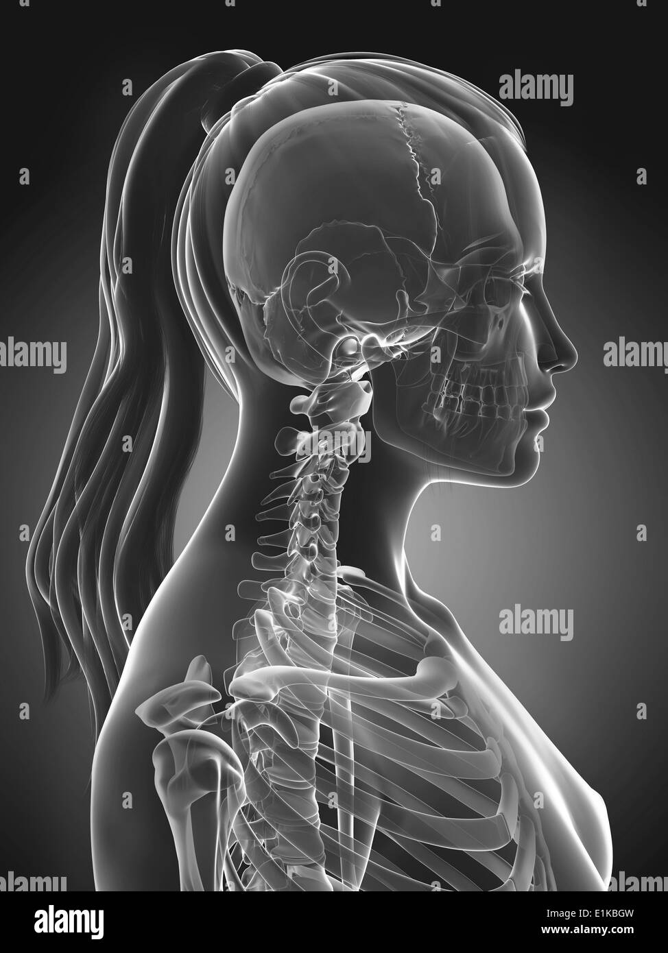 Female skull and neck bones computer artwork Stock Photo - Alamy
