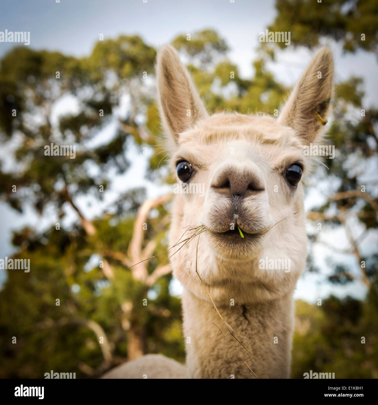 Alpaca on an Australian farm eating some grass Stock Photo - Alamy