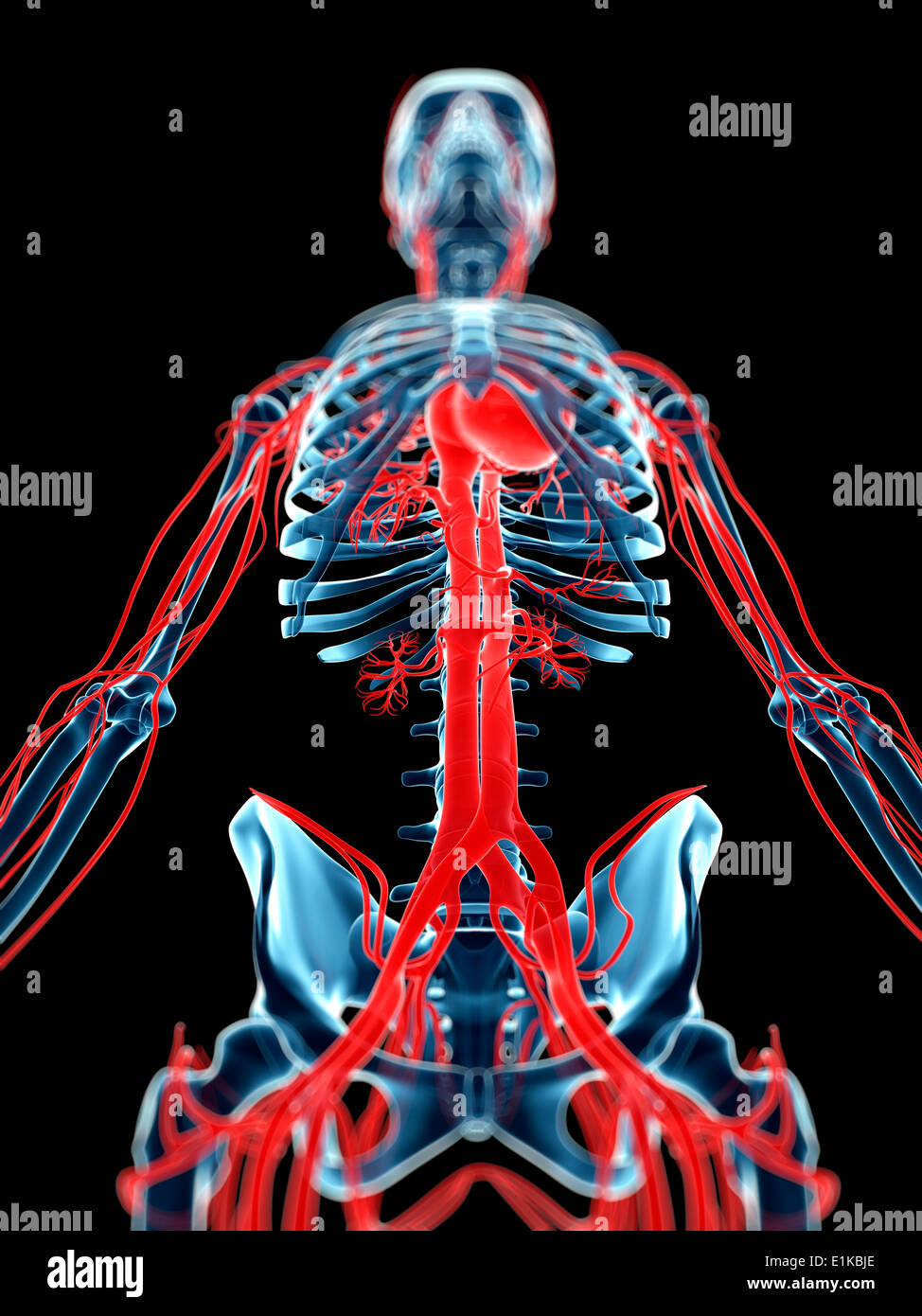 Human blood vessels skeleton computer hi-res stock photography and ...