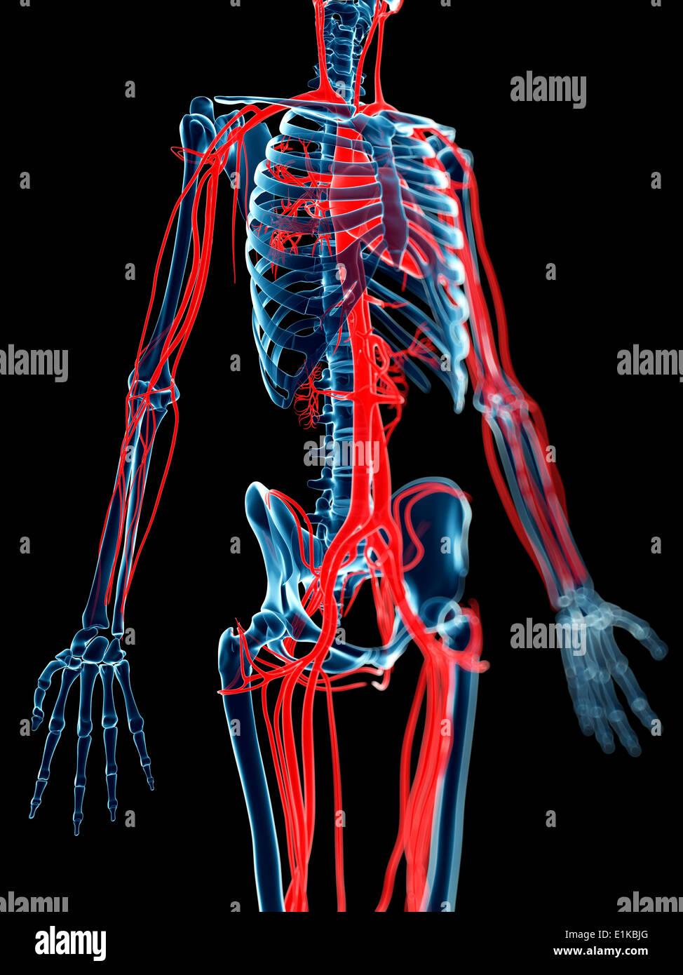 Human blood vessels and skeleton computer artwork Stock Photo - Alamy
