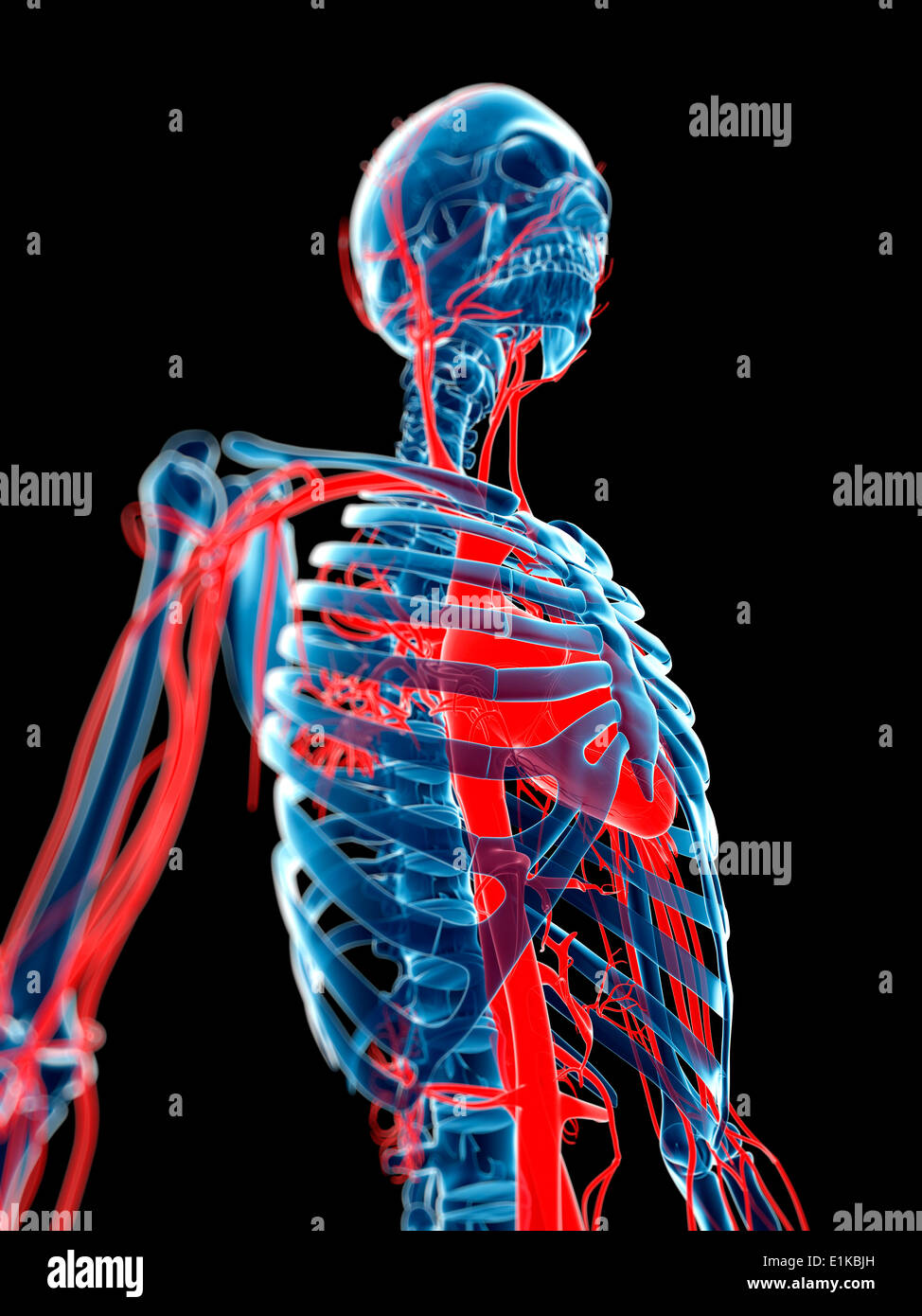 Human blood vessels skeleton computer hi-res stock photography and ...
