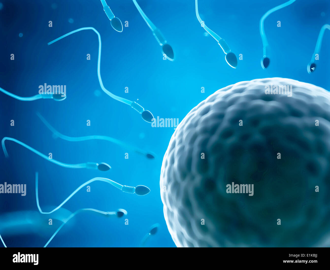 Fertilization sperm computer hi-res stock photography and images - Alamy