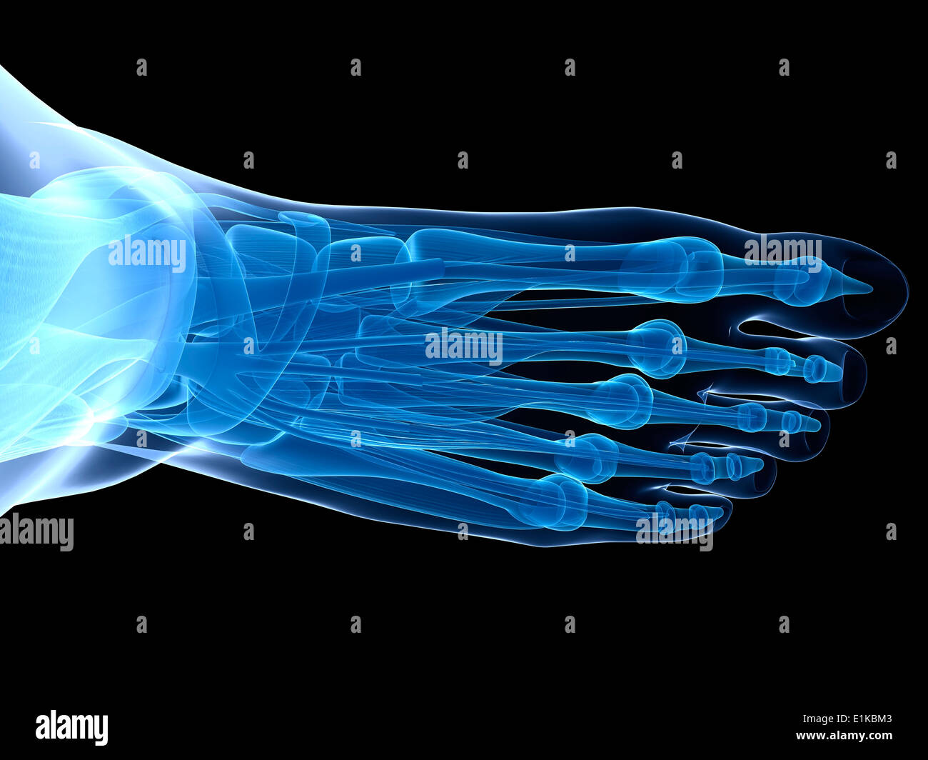 Human foot bones computer artwork Stock Photo - Alamy