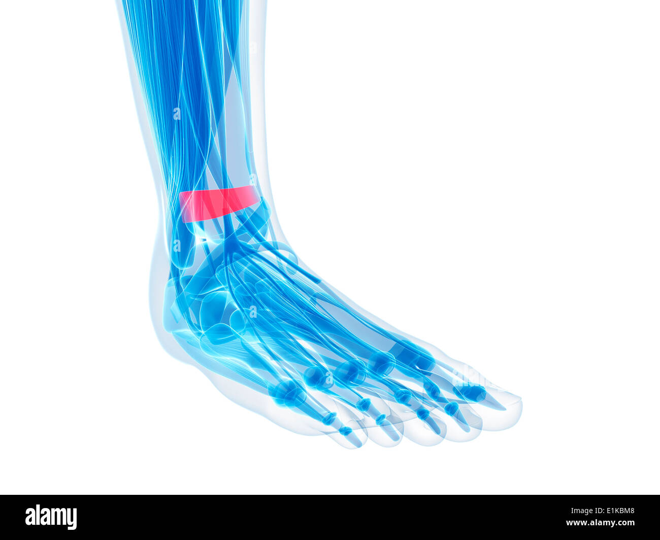 Human foot ligament (superior extensor retinaculum) computer artwork ...