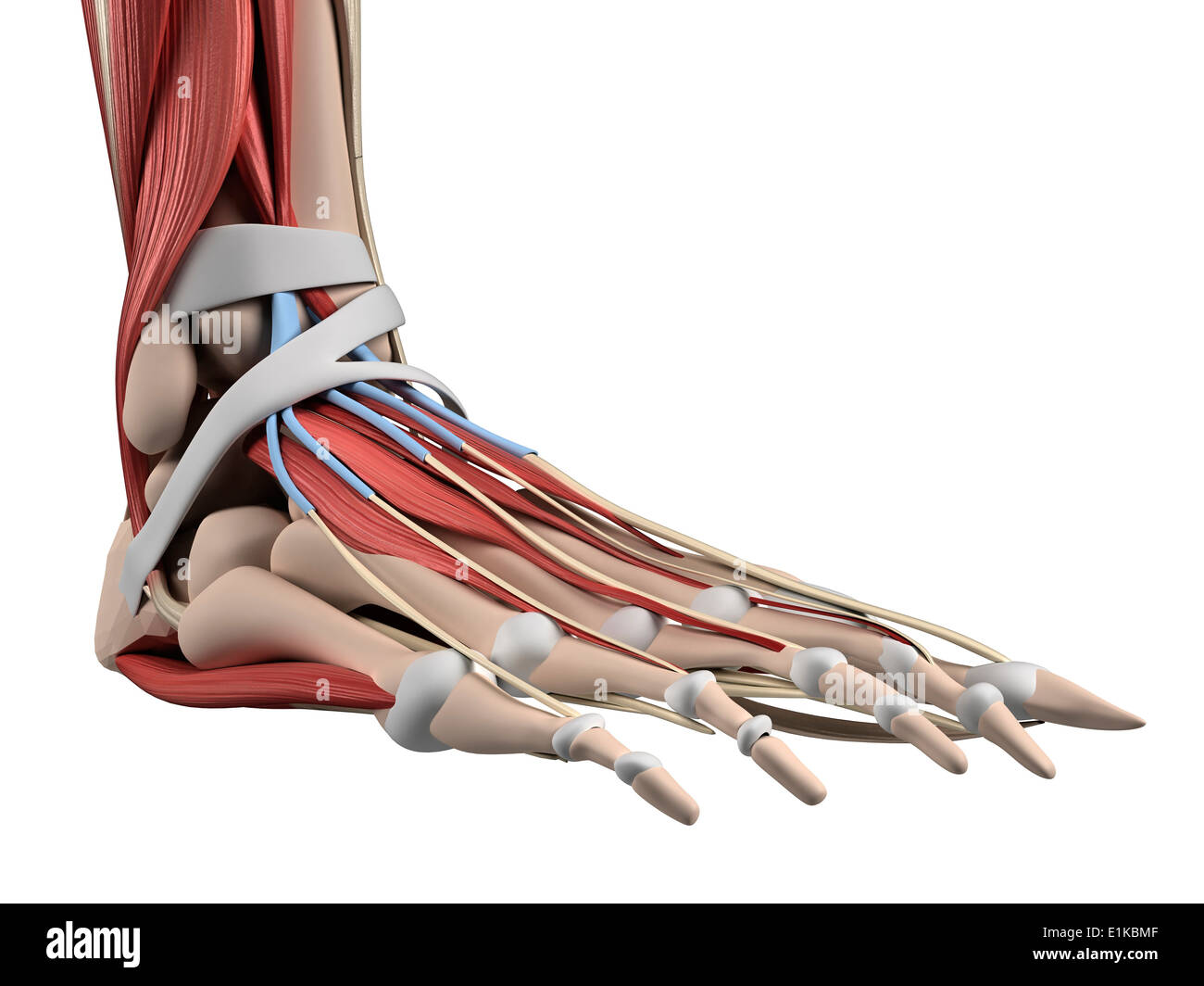 Human ankle computer artwork hi-res stock photography and images - Alamy