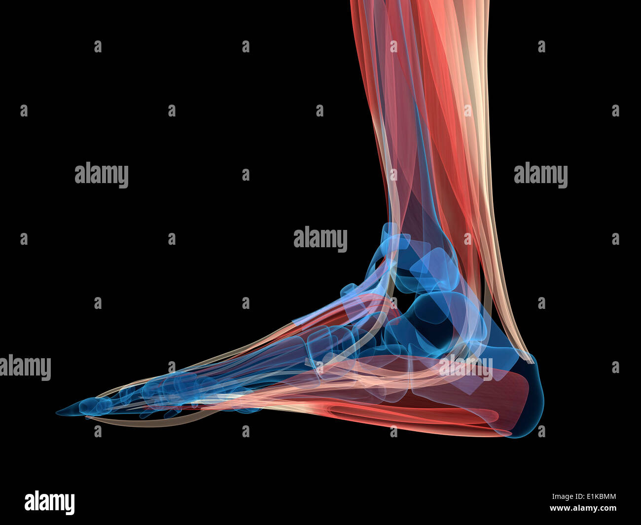 Human ankle computer artwork hi-res stock photography and images - Alamy