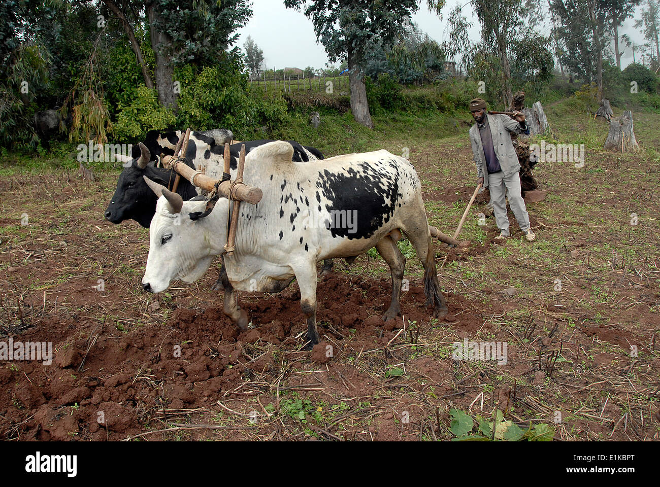 Farmer ploughing his land Stock Photo - Alamy