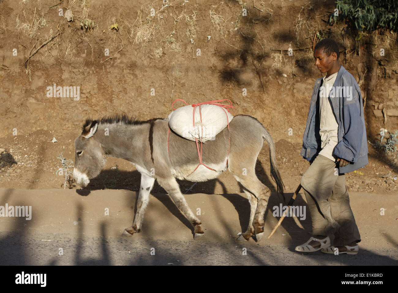 Man walking with donkey hi-res stock photography and images - Alamy