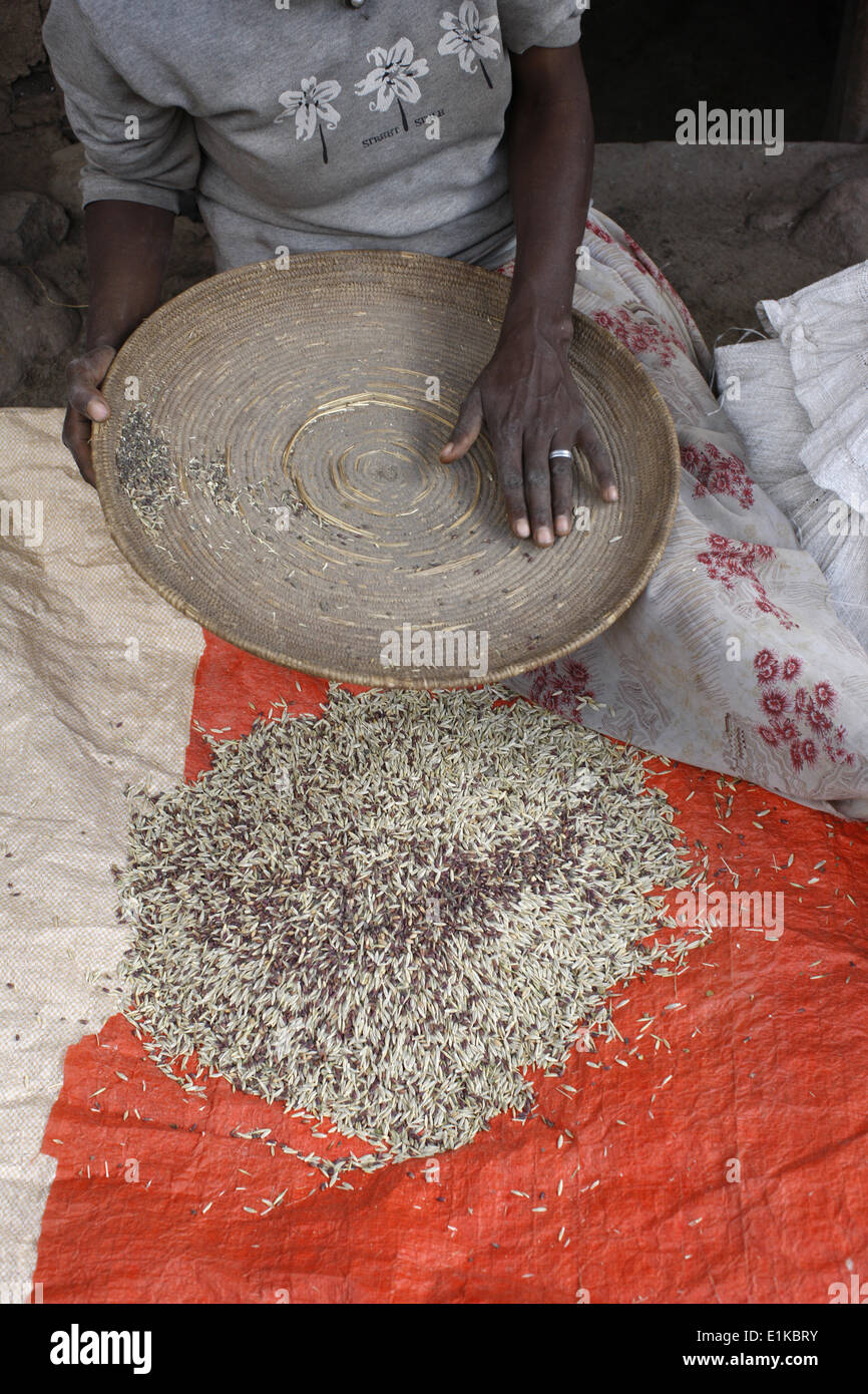 Sorting rice hi-res stock photography and images - Alamy