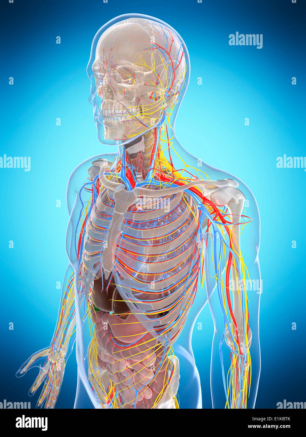 Human anatomy computer artwork Stock Photo - Alamy