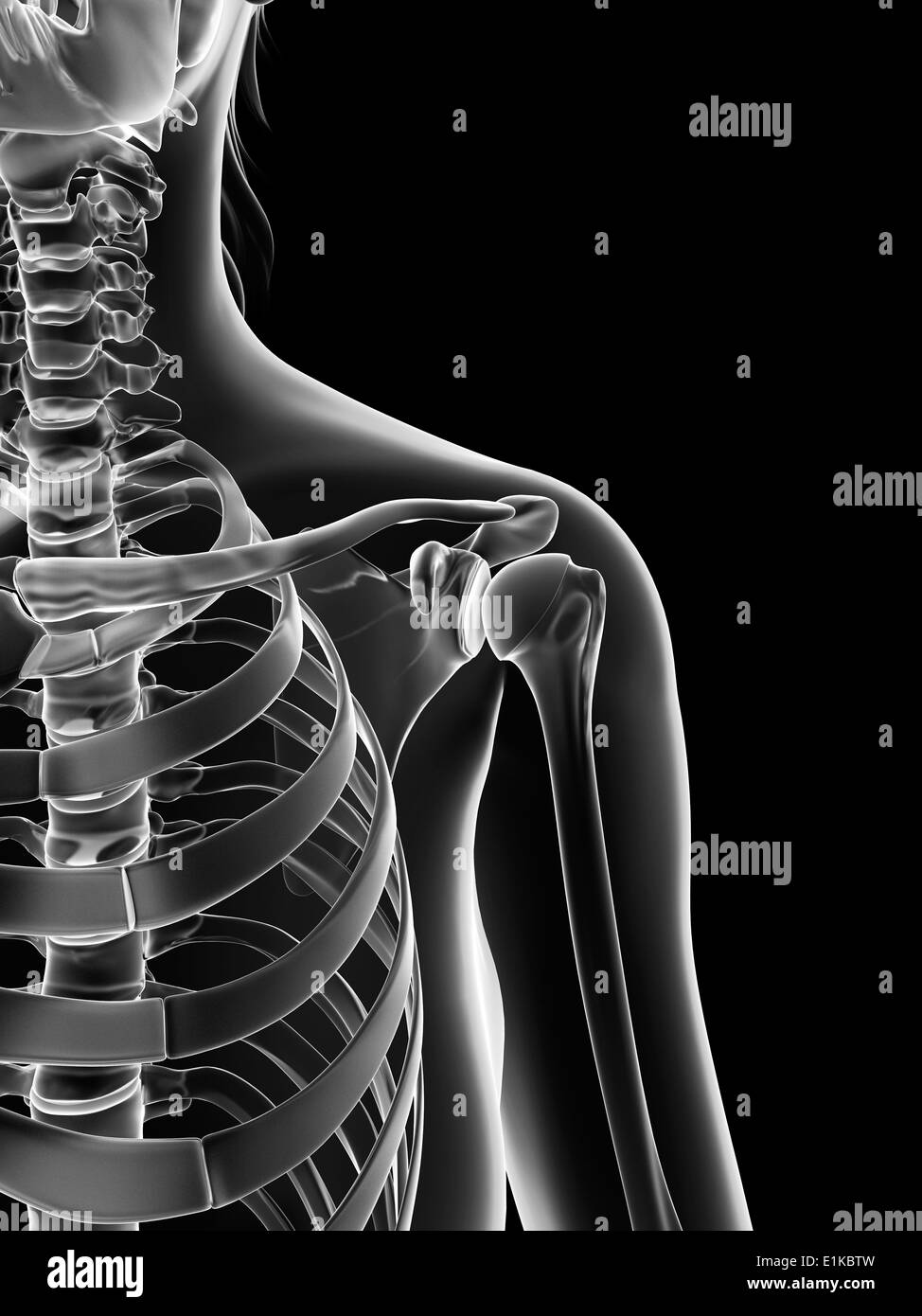 Human shoulder joint computer artwork Stock Photo - Alamy