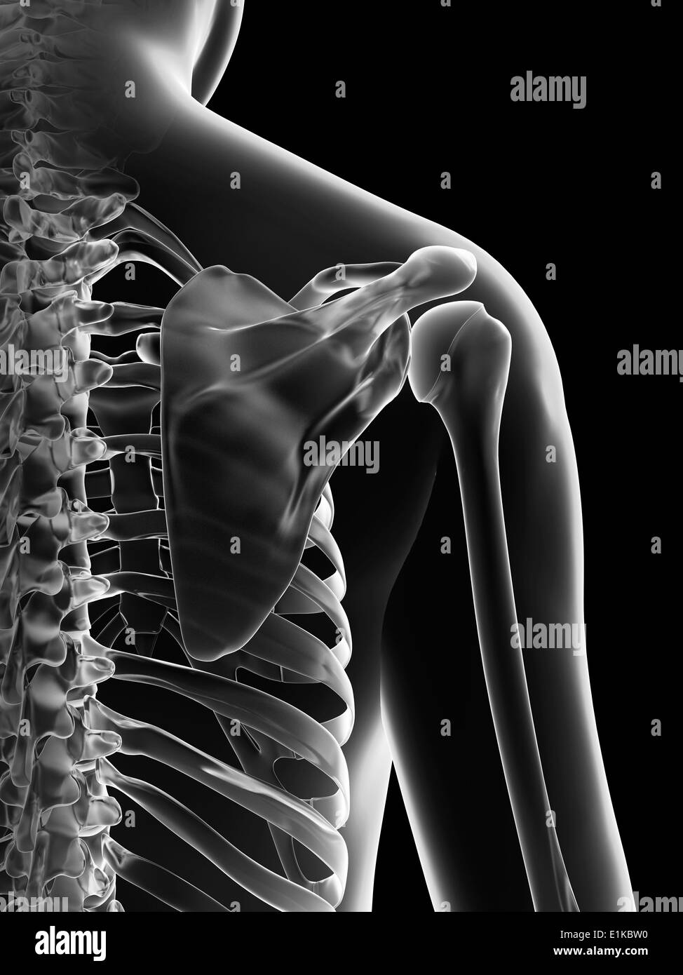 Human shoulder joint computer artwork Stock Photo - Alamy