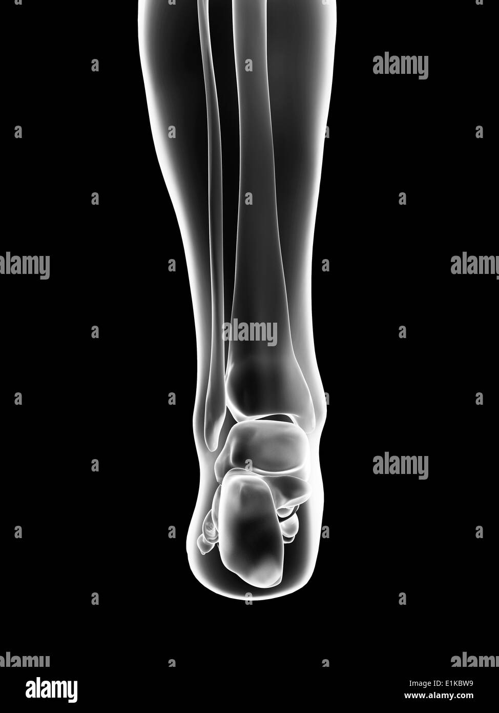 Human heel anatomy Black and White Stock Photos & Images - Alamy
