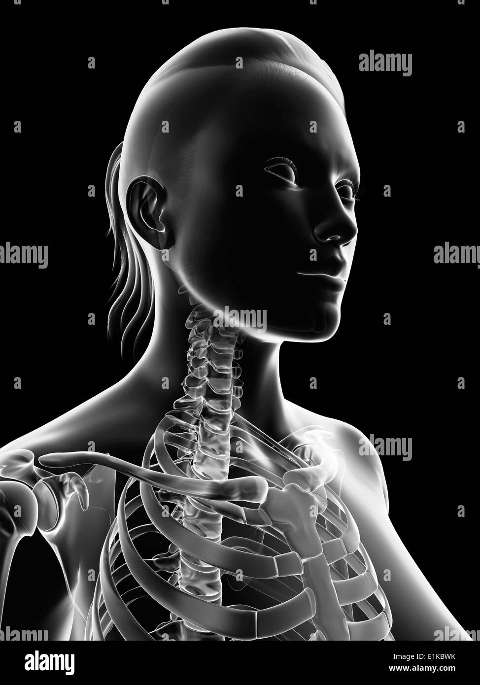 Female neck bones hi-res stock photography and images - Alamy