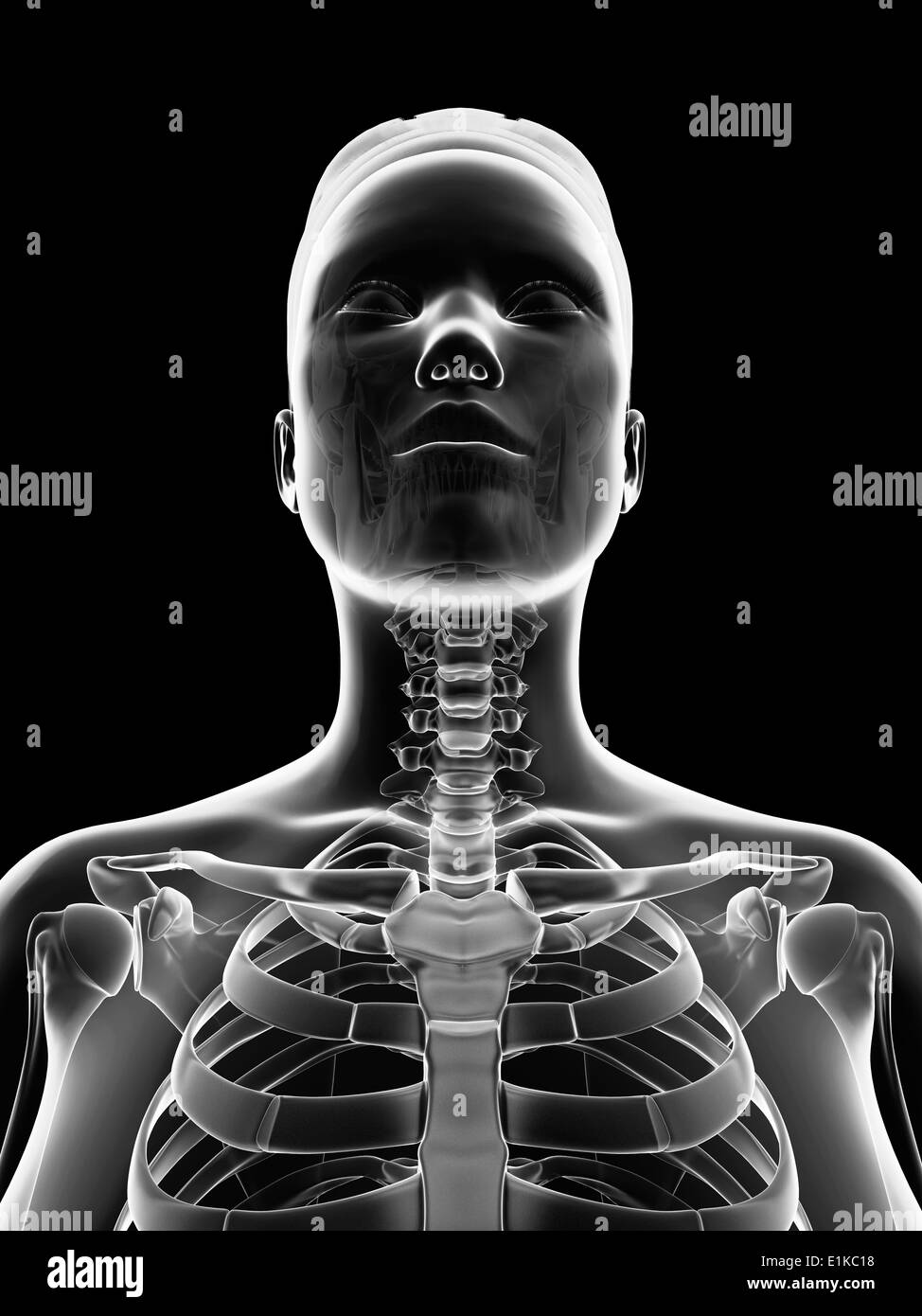 Female neck bones computer artwork Stock Photo - Alamy