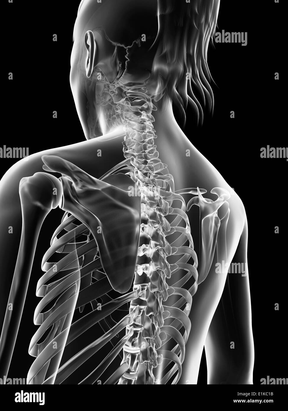 Female skeleton computer artwork Stock Photo - Alamy