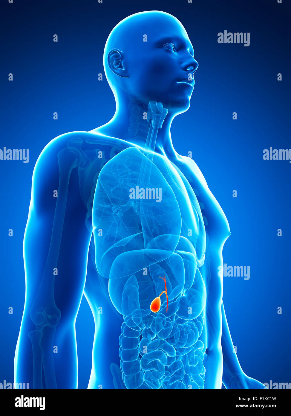 Male gall bladder computer artwork Stock Photo - Alamy