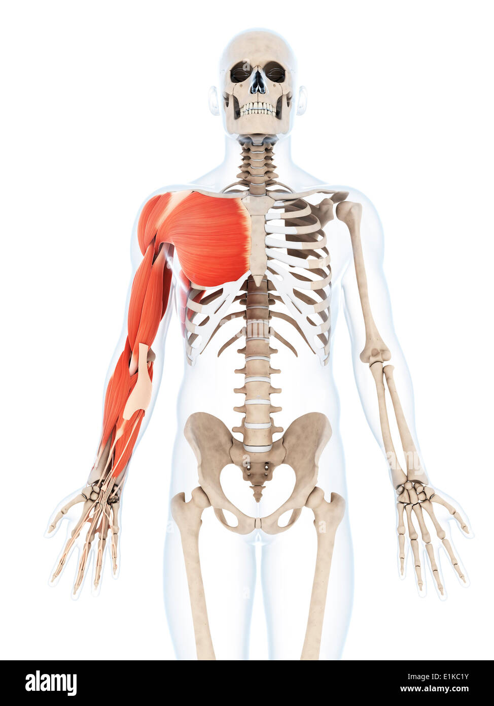 Muscular System Arm