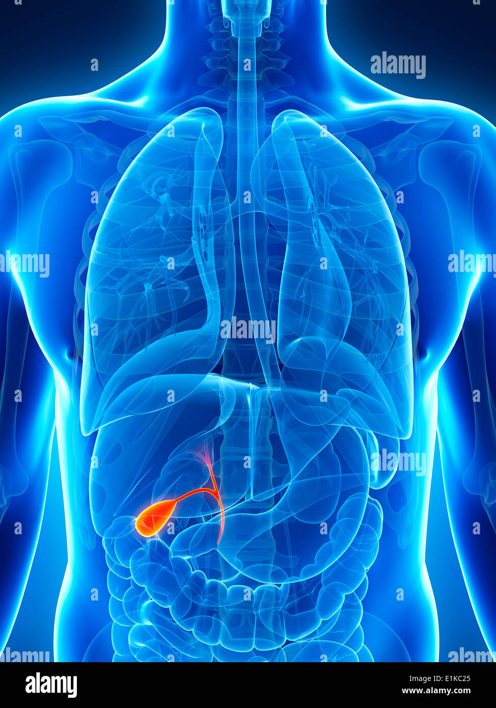 Human gall bladder computer artwork Stock Photo - Alamy