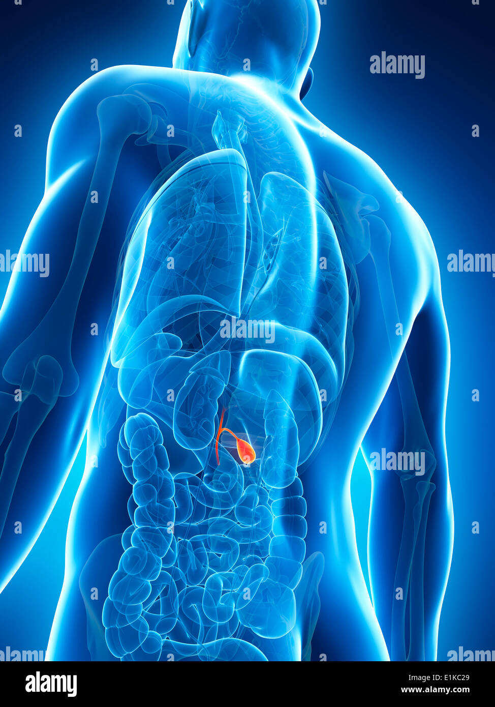 Male gall bladder computer artwork Stock Photo - Alamy