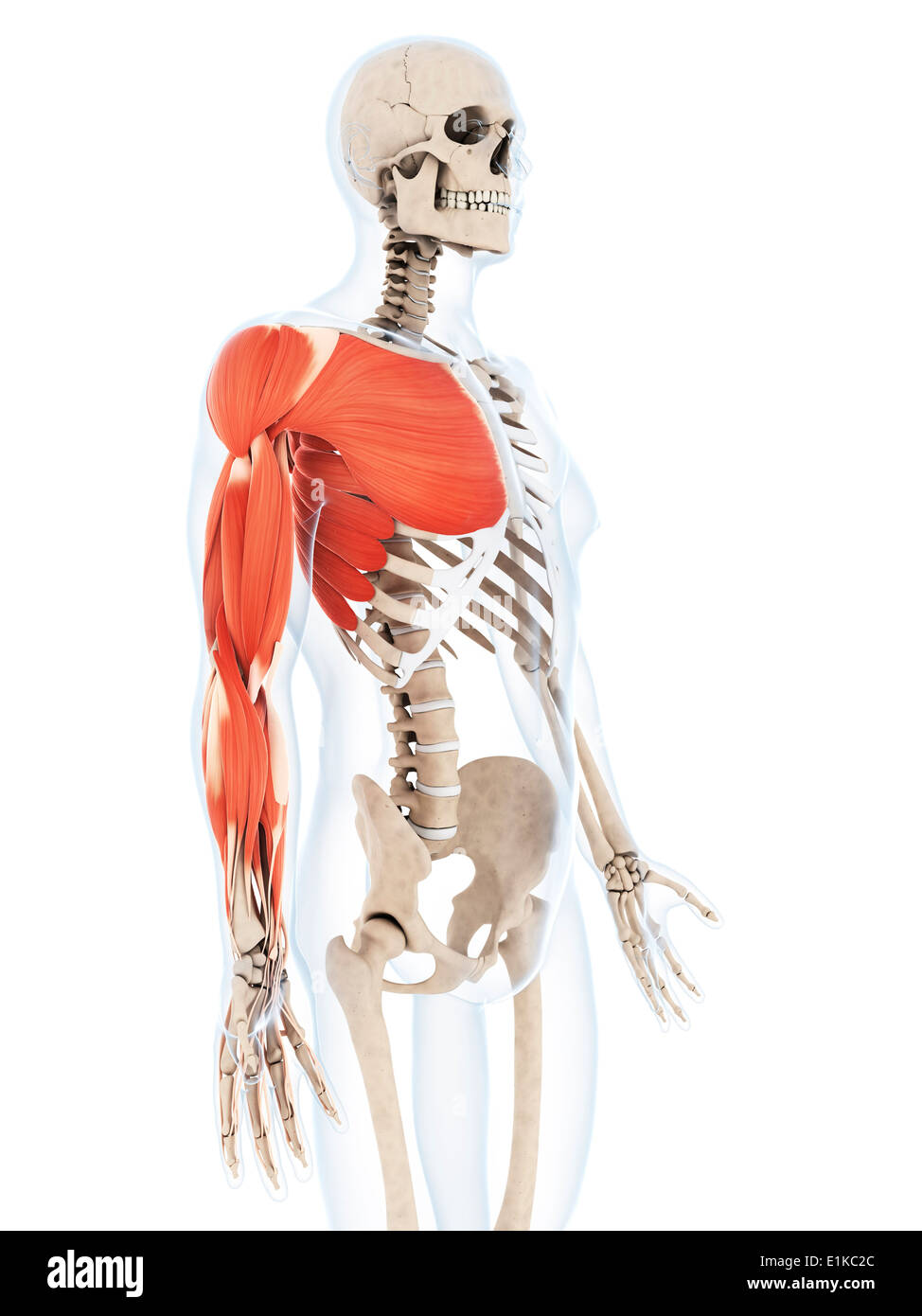 Human muscular system of the arm computer artwork Stock Photo - Alamy