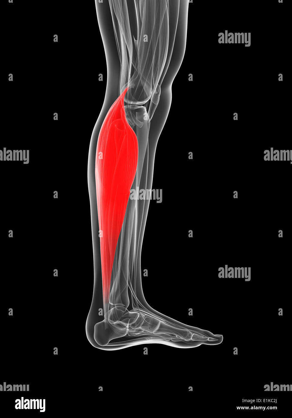 Human calf muscle (gastrocnemius) computer artwork Stock Photo - Alamy