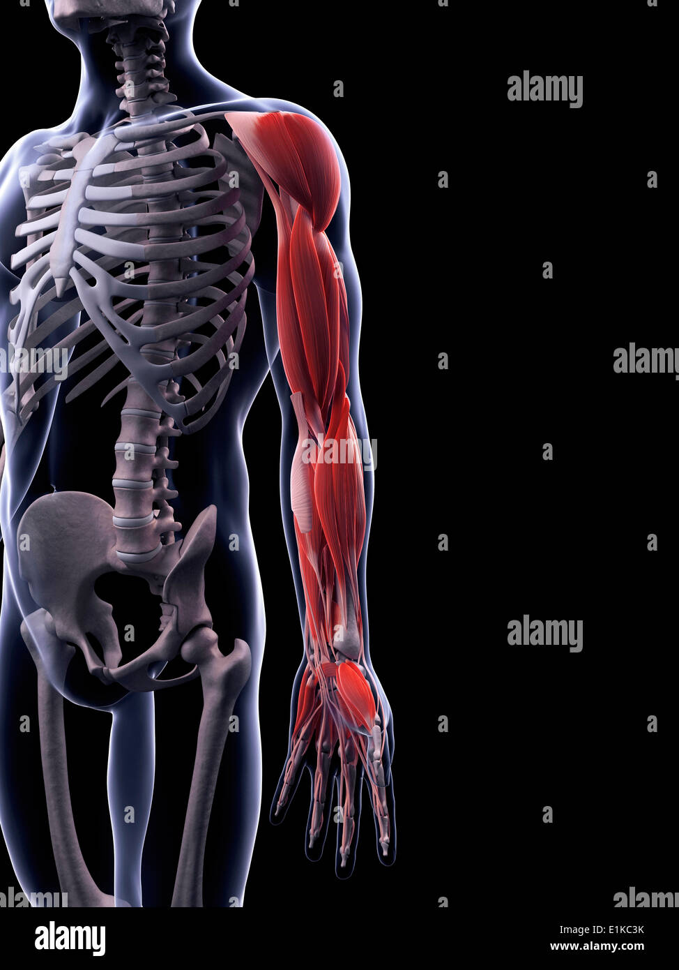 Human muscular system of the arm computer artwork Stock Photo - Alamy