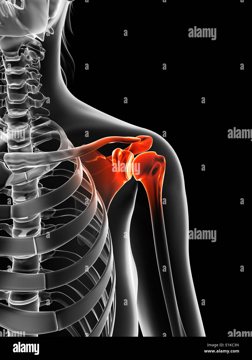 Human anatomy shoulder computer image hi-res stock photography and ...